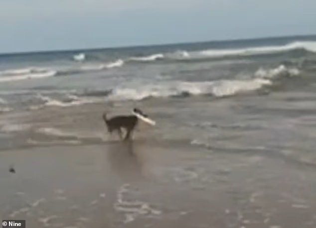 Dingo vs Shark: Fisherman captura escenas asombrosas en K’gari | AAAJ